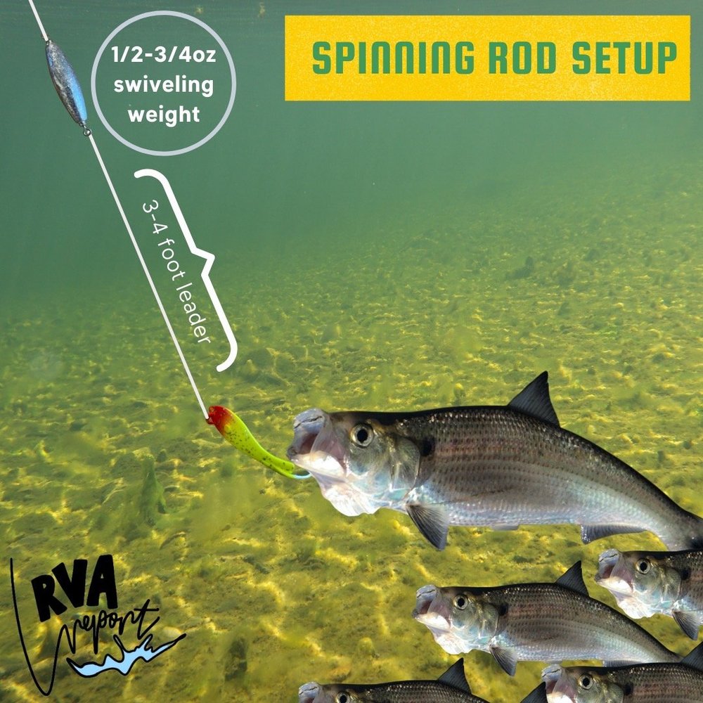 How to fish for shad in the James River — RVA James River Fishing Report