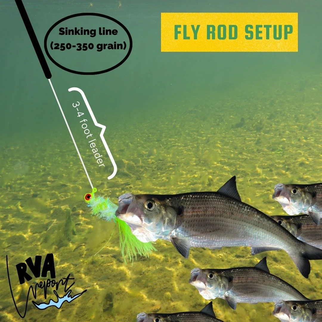 How to fish for shad in the James River — RVA James River Fishing Report