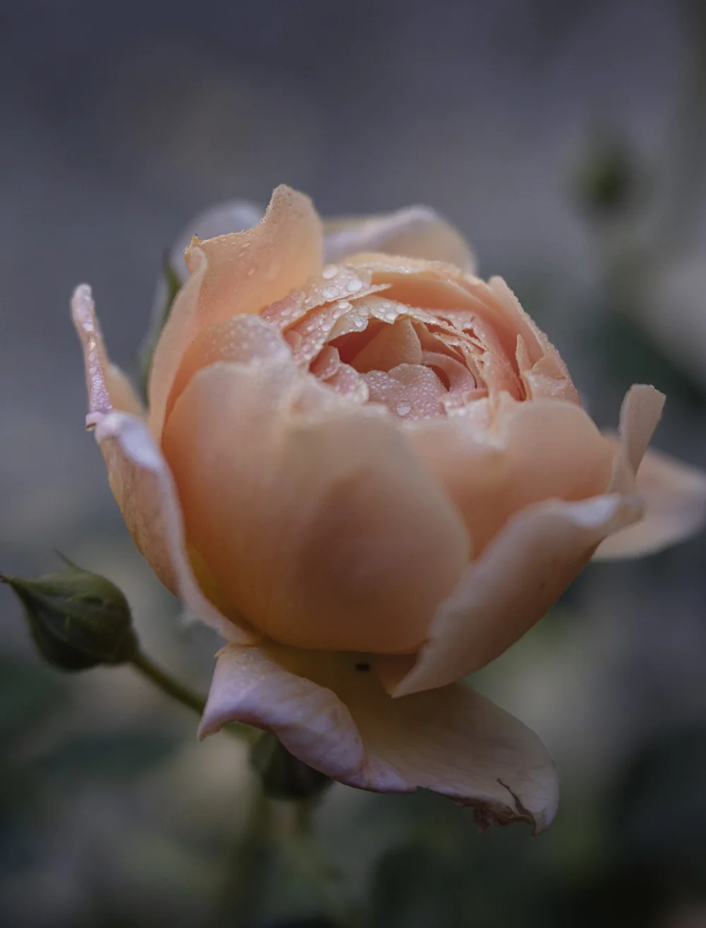 Mac Gardner Flowers | Order Your Beautiful Blooms Today