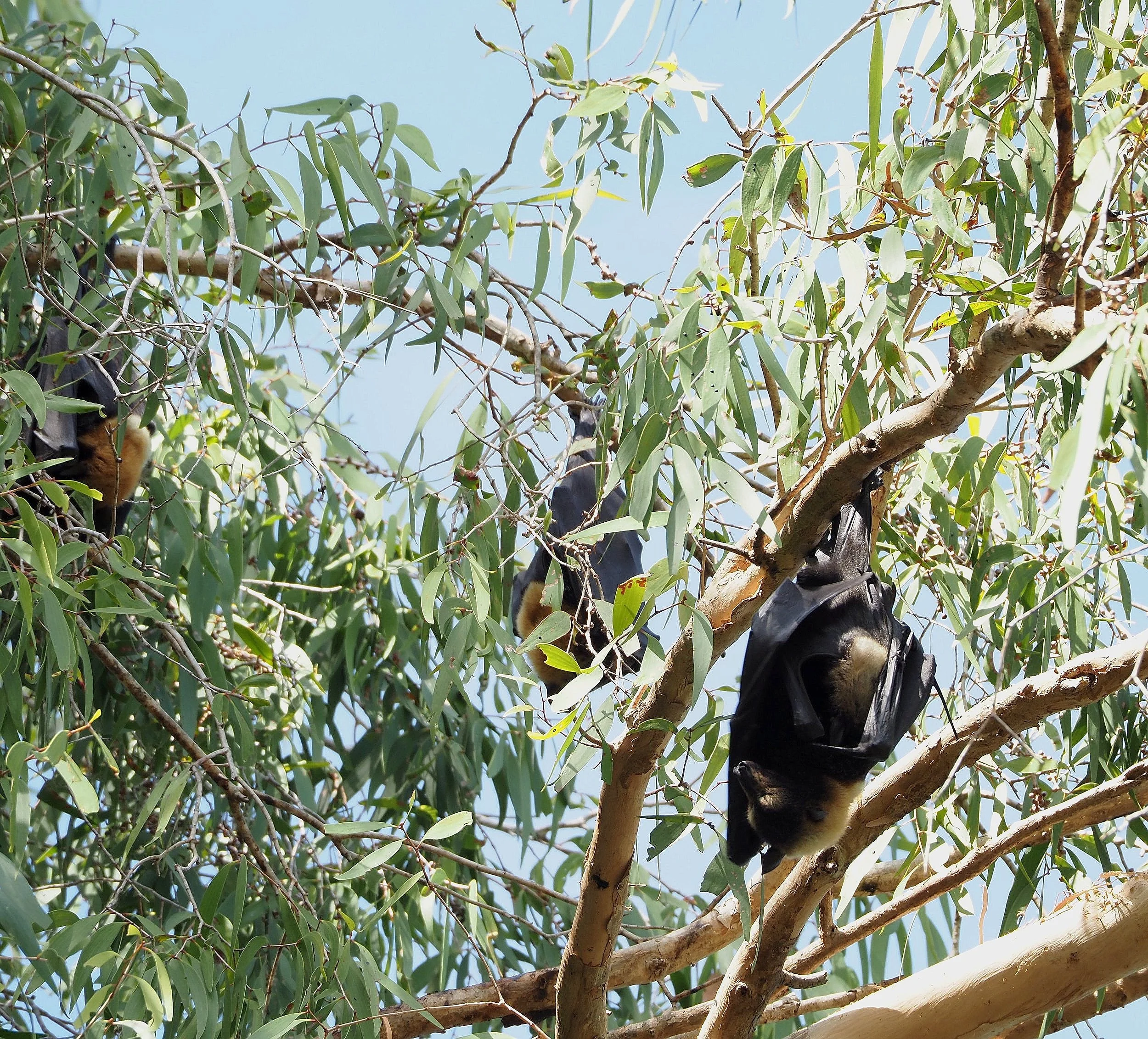 Flying-foxes FNQ