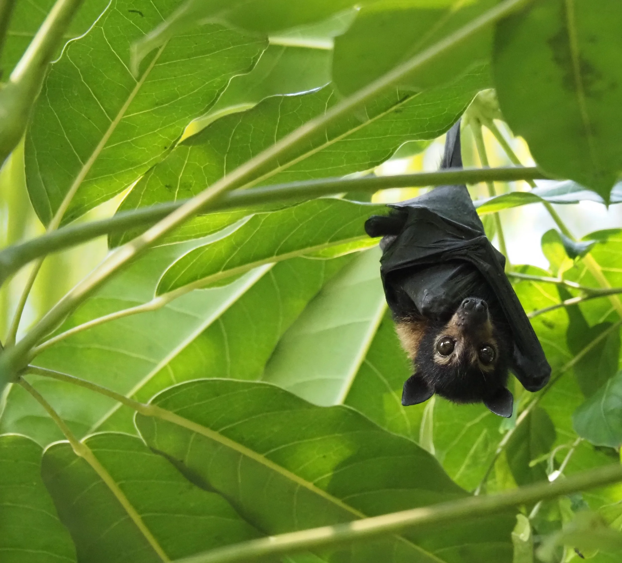 Flying-foxes FNQ