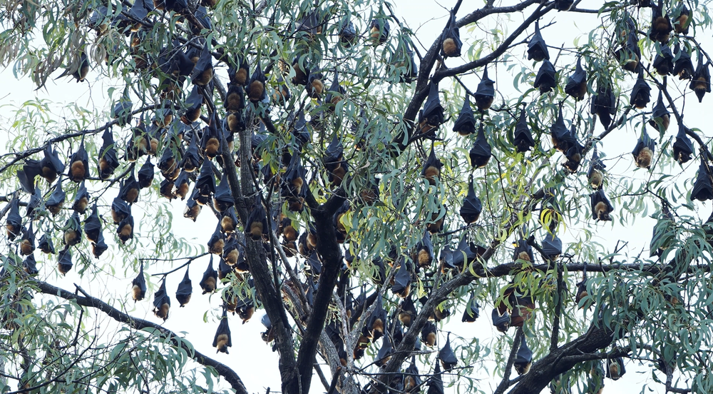 General 2 — Flying-foxes FNQ