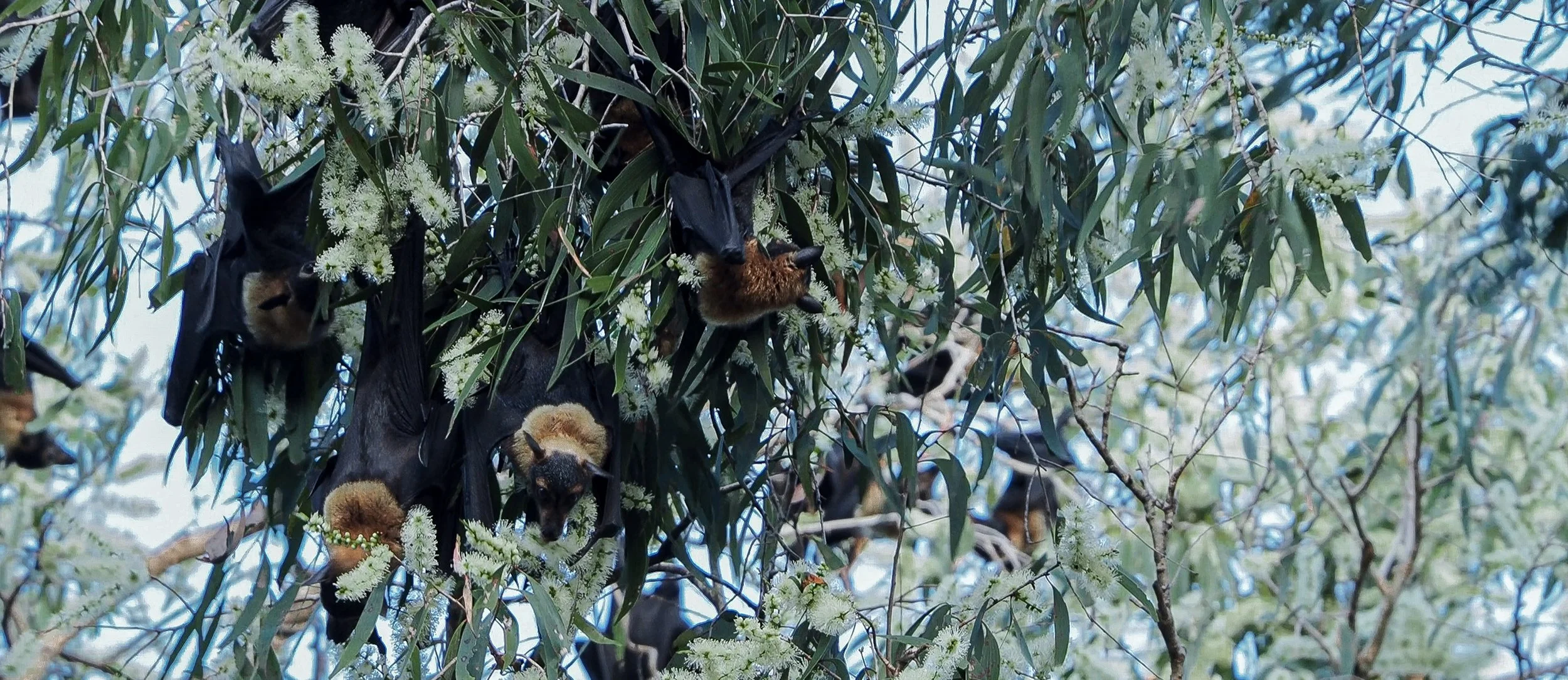 Protect Our Pollinators Campaign — Flying-foxes FNQ