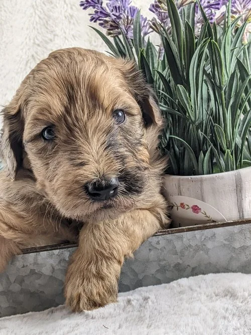 Illinois Cavapoos - Gardner Lane Puppies - Blog 2 Illinois Cavapoos ...