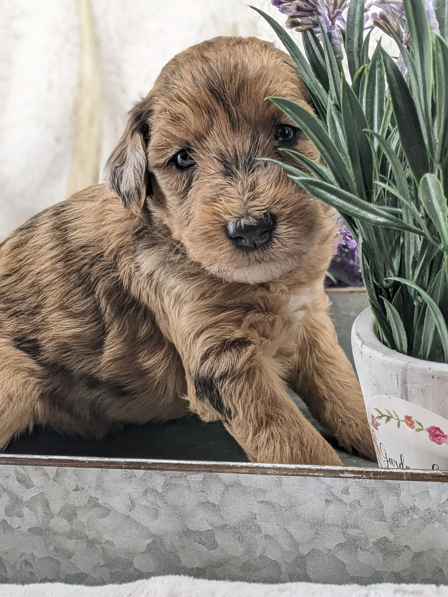 Puppy Adoption Fee Information — Gardner Lane Puppies - Illinois ...