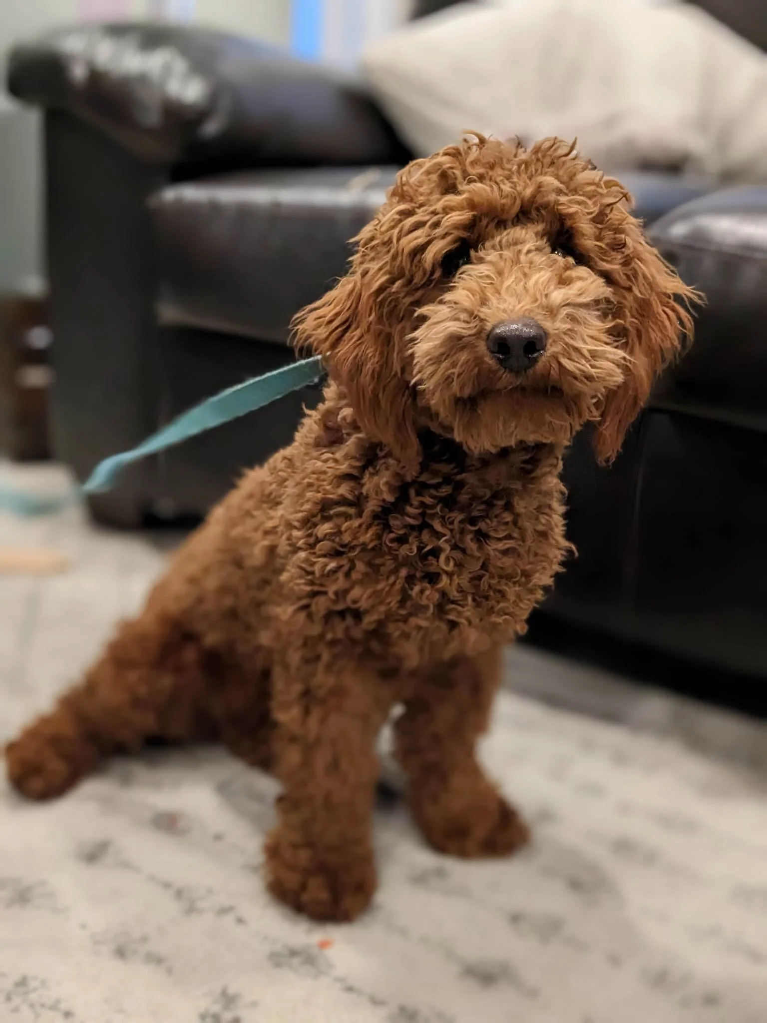 Gardner Lane Puppies - Our Moms & Dads Red Cavapoo and Merle Whoodle ...