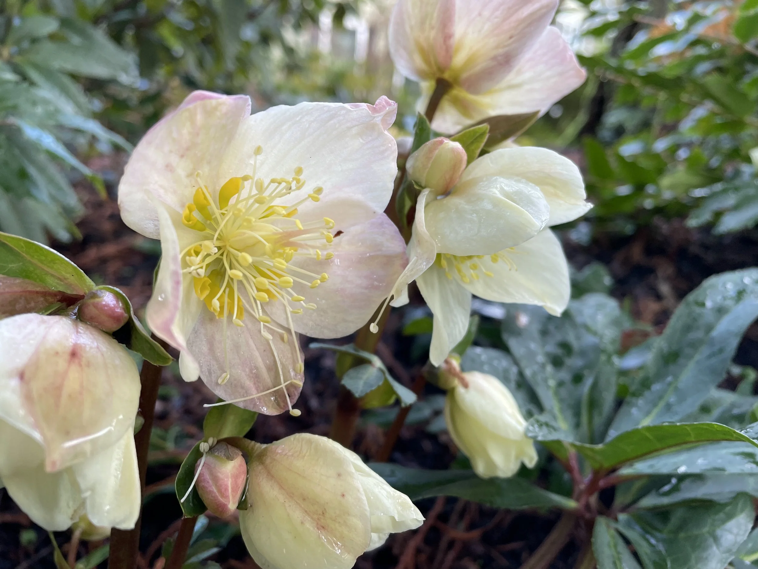 About — Dockerty Gardens