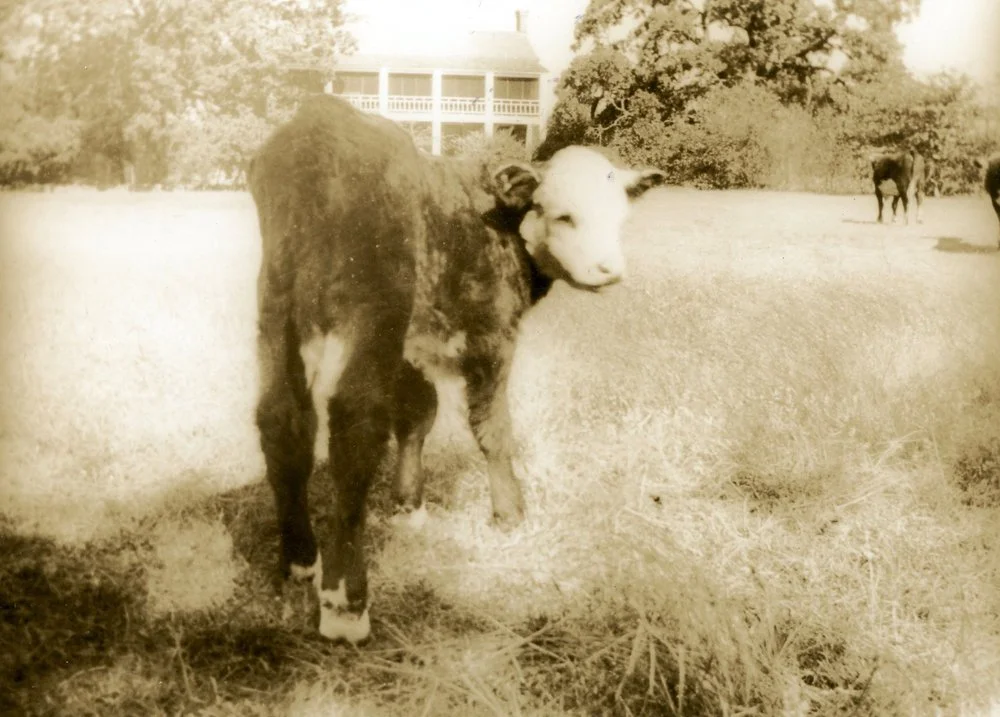 History & Vision — Preservation Texas