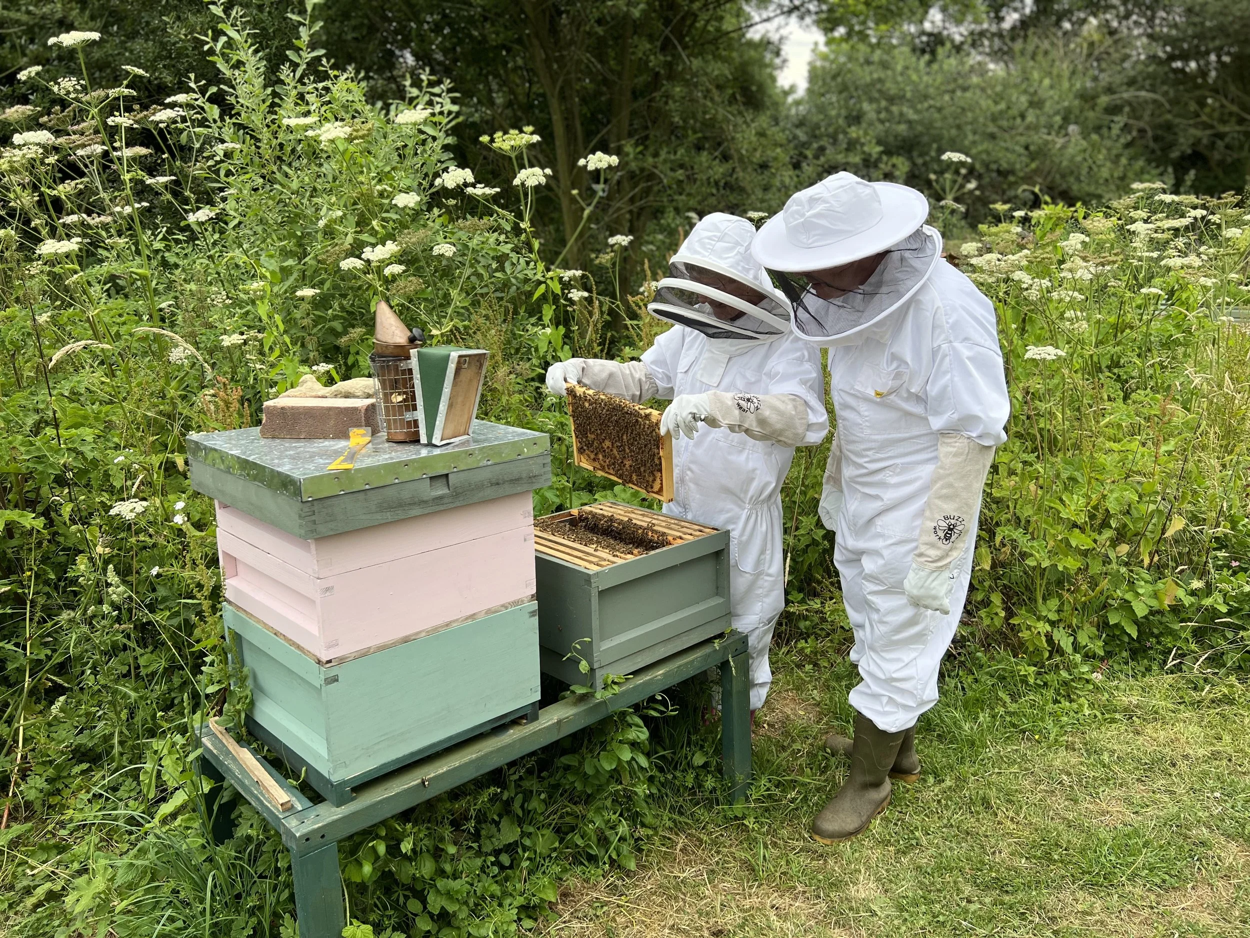 Beginner Beekeeper Training — Sunnyfields Bees
