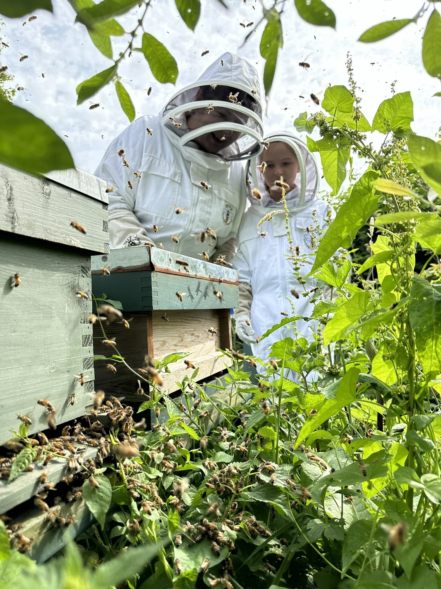 Buy a bee experience, workshop or beekeeper training — Sunnyfields Bees