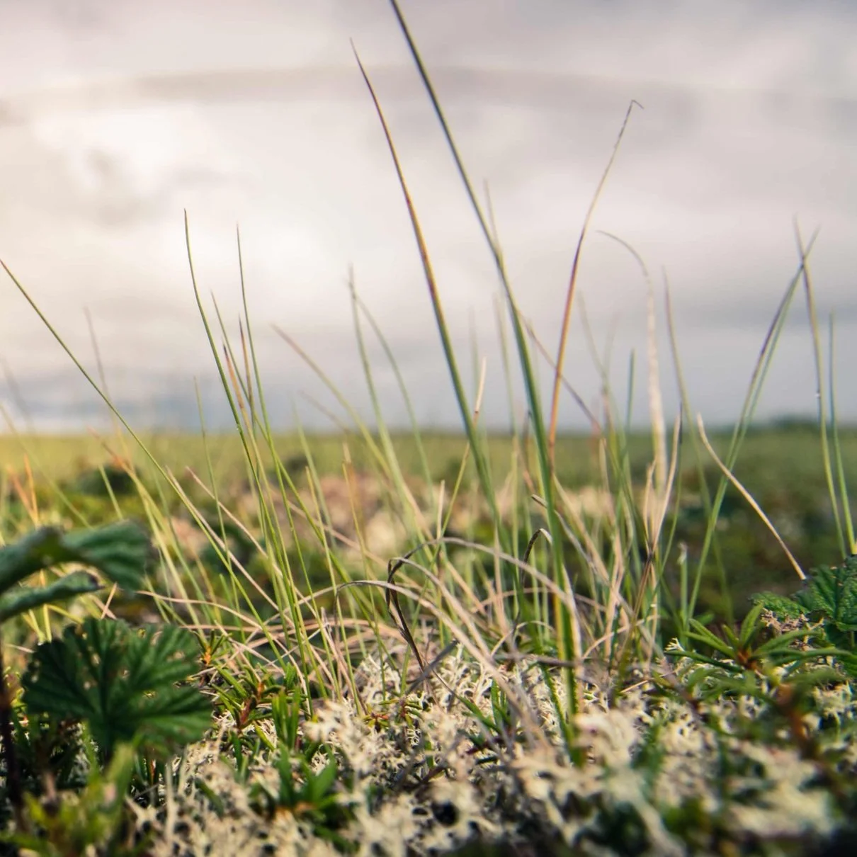 Student Mental Health Support Access — Bristol Bay Foundation Student Mental Health Support Access — Bristol Bay Foundation