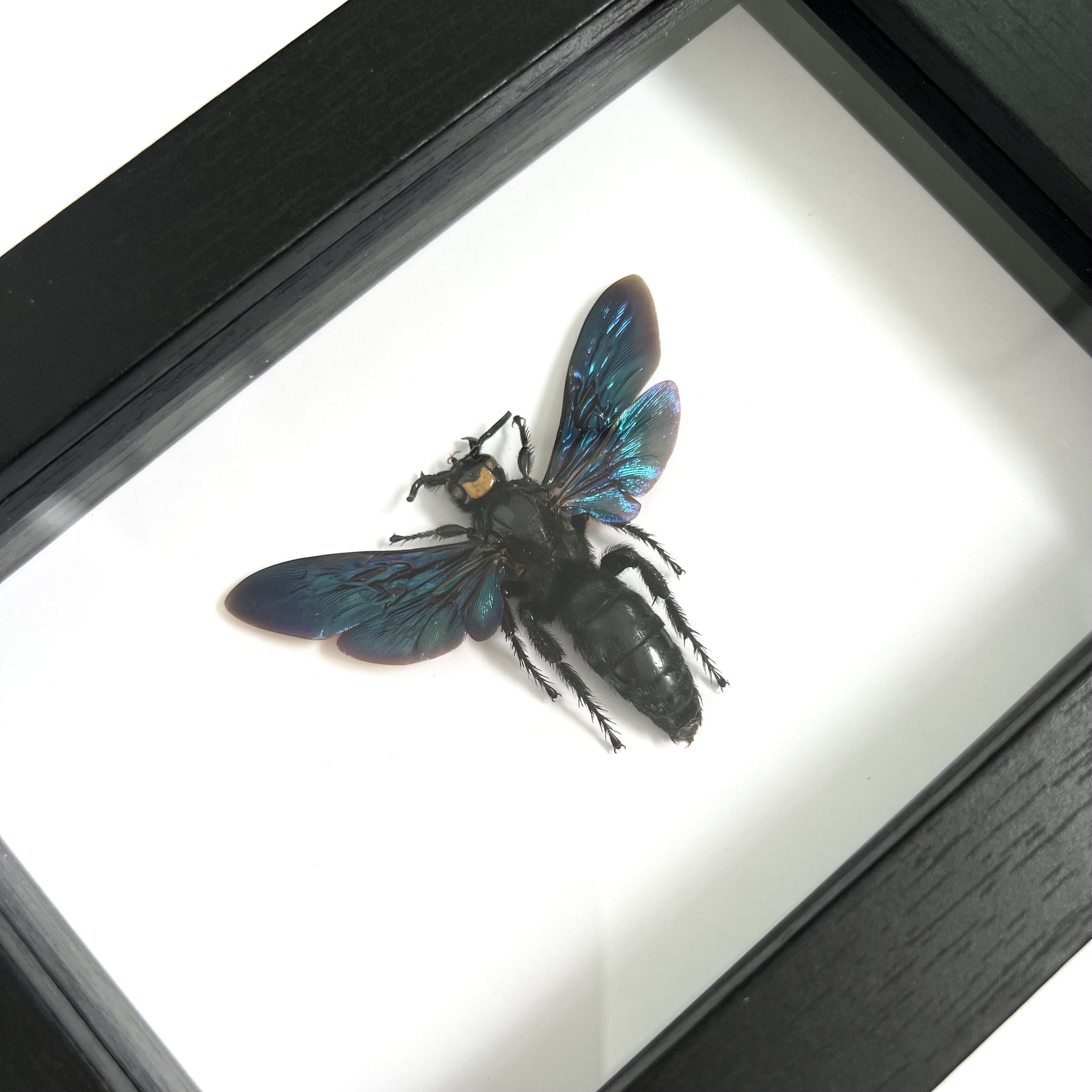 Cicada duo — BED BUG TAXIDERMY