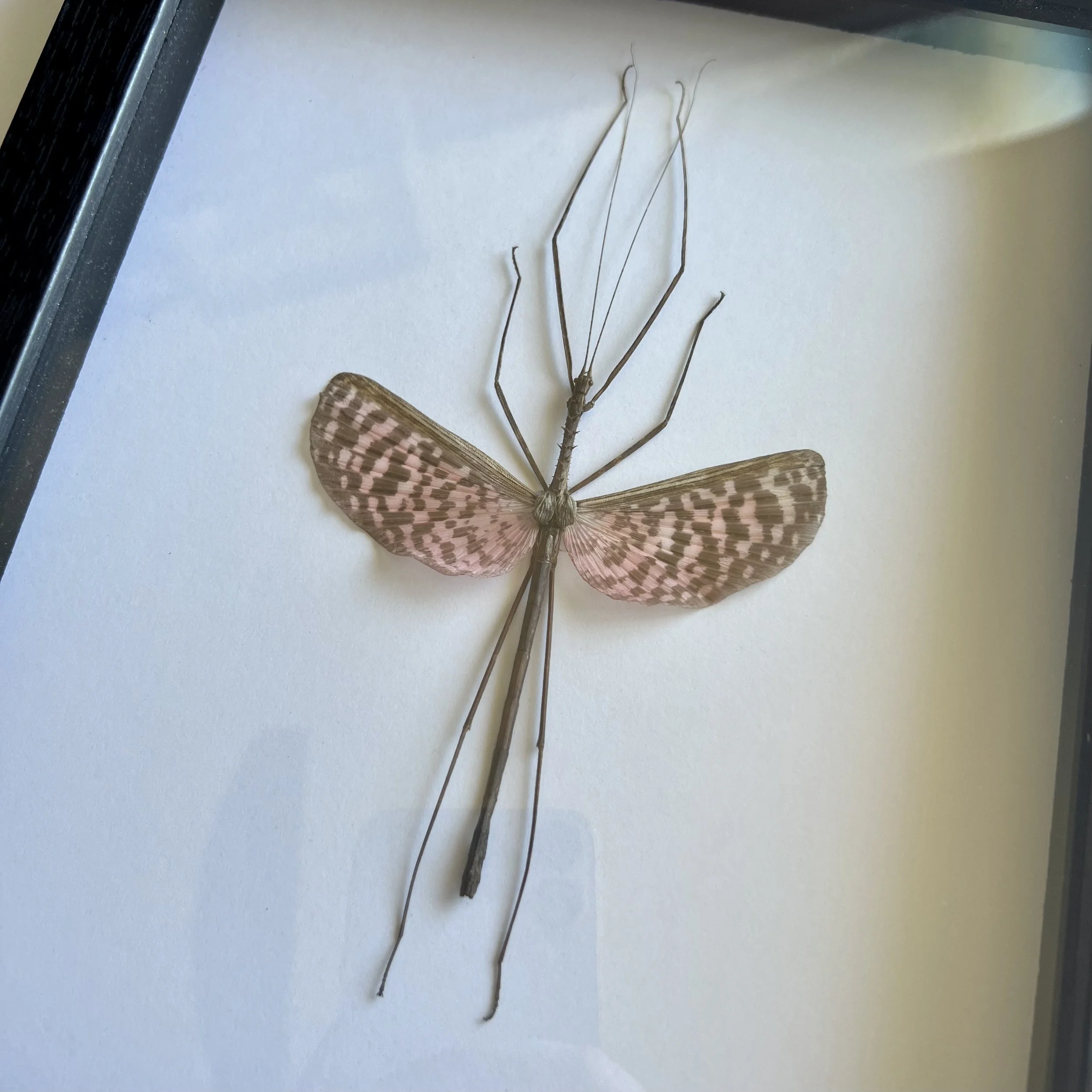 Cryptophyllium Westwoodii — BED BUG TAXIDERMY