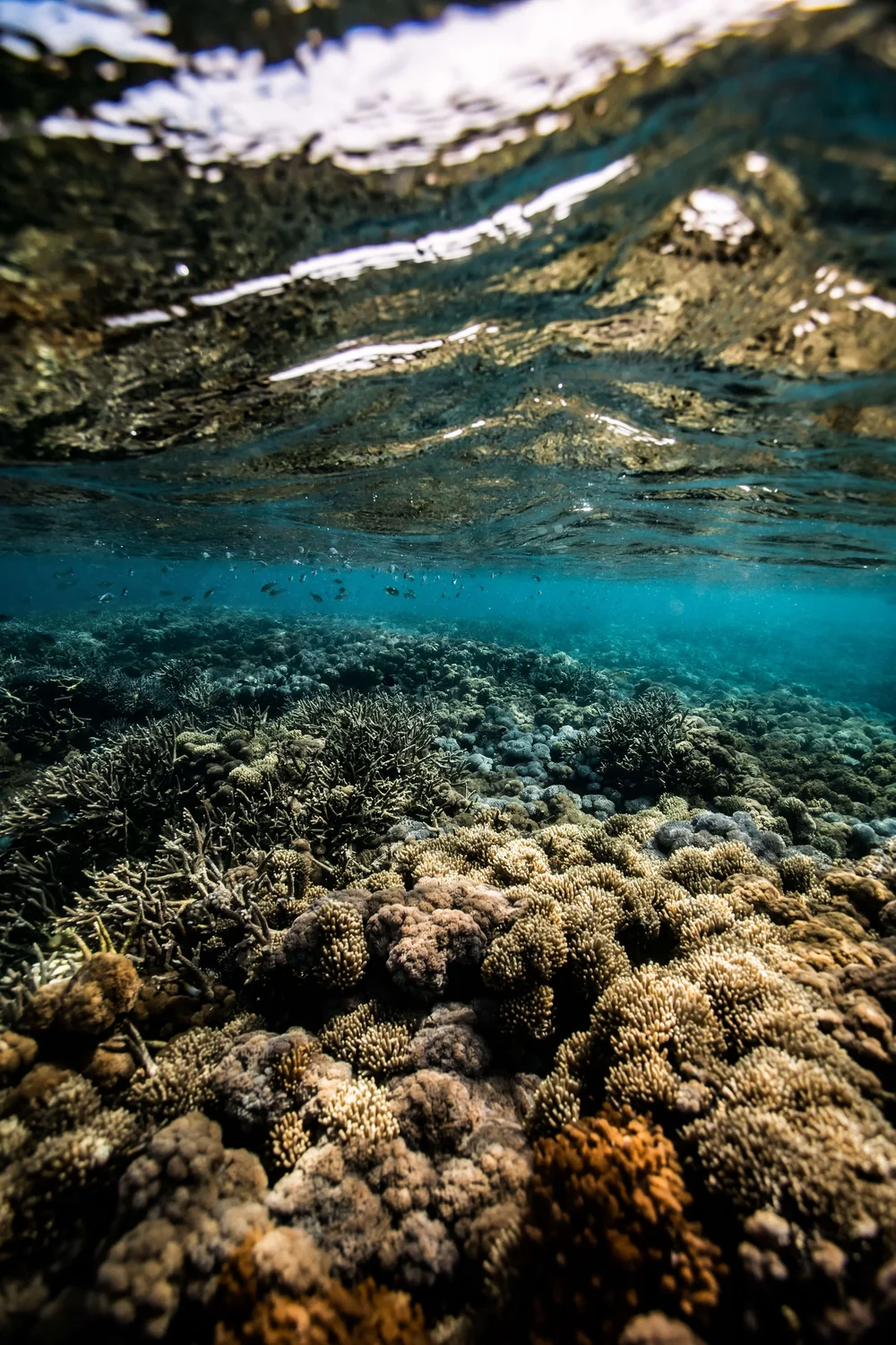 merch — Project Hiu