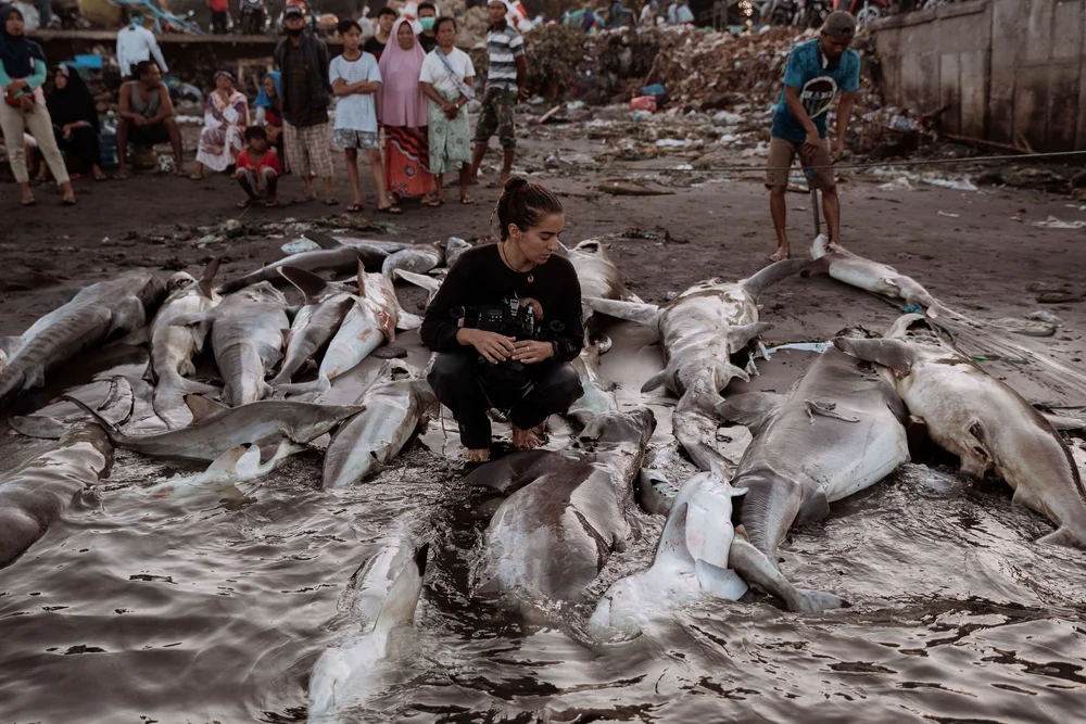 Foundation — Project Hiu