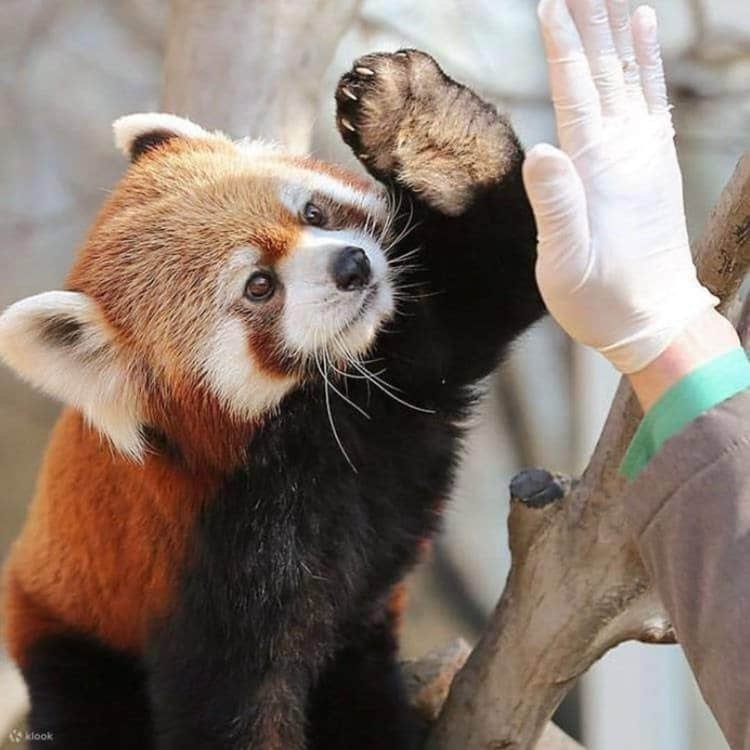 Complete Guide to Everland: Tickets, Rides, & Shuttle Bus from Seoul