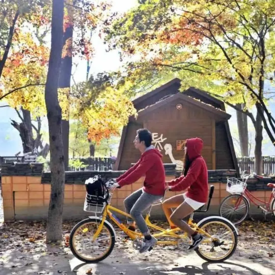 Ultimate Guide to Nami Island: Tours, Tickets, & Shuttle Bus from Seoul