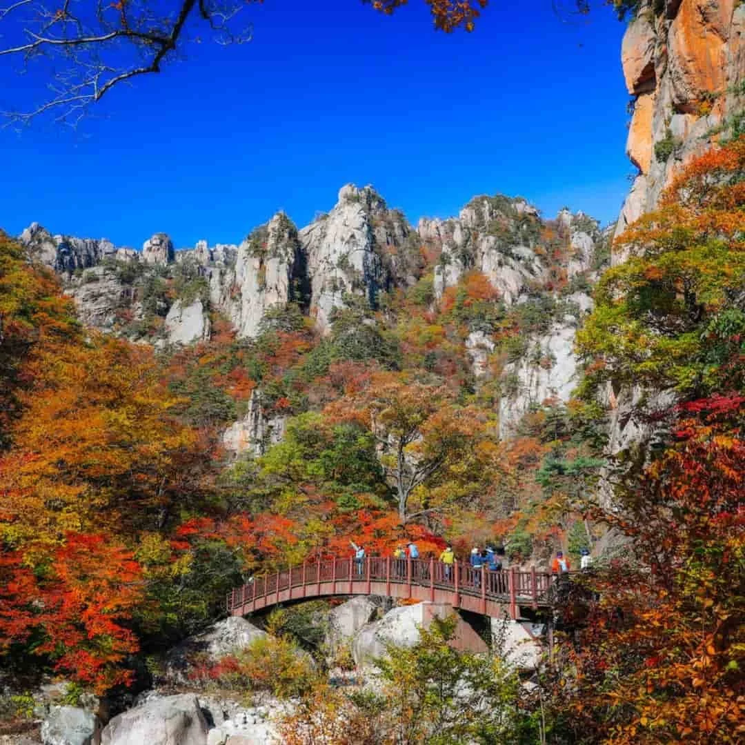 Ultimate Guide to Nami Island: Tours, Tickets, & Shuttle Bus from Seoul