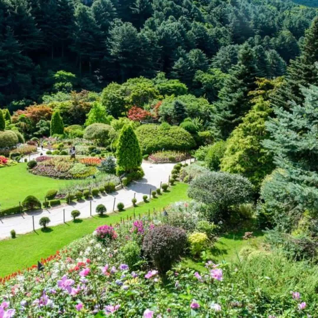 Ultimate Guide to Nami Island: Tours, Tickets, & Shuttle Bus from Seoul