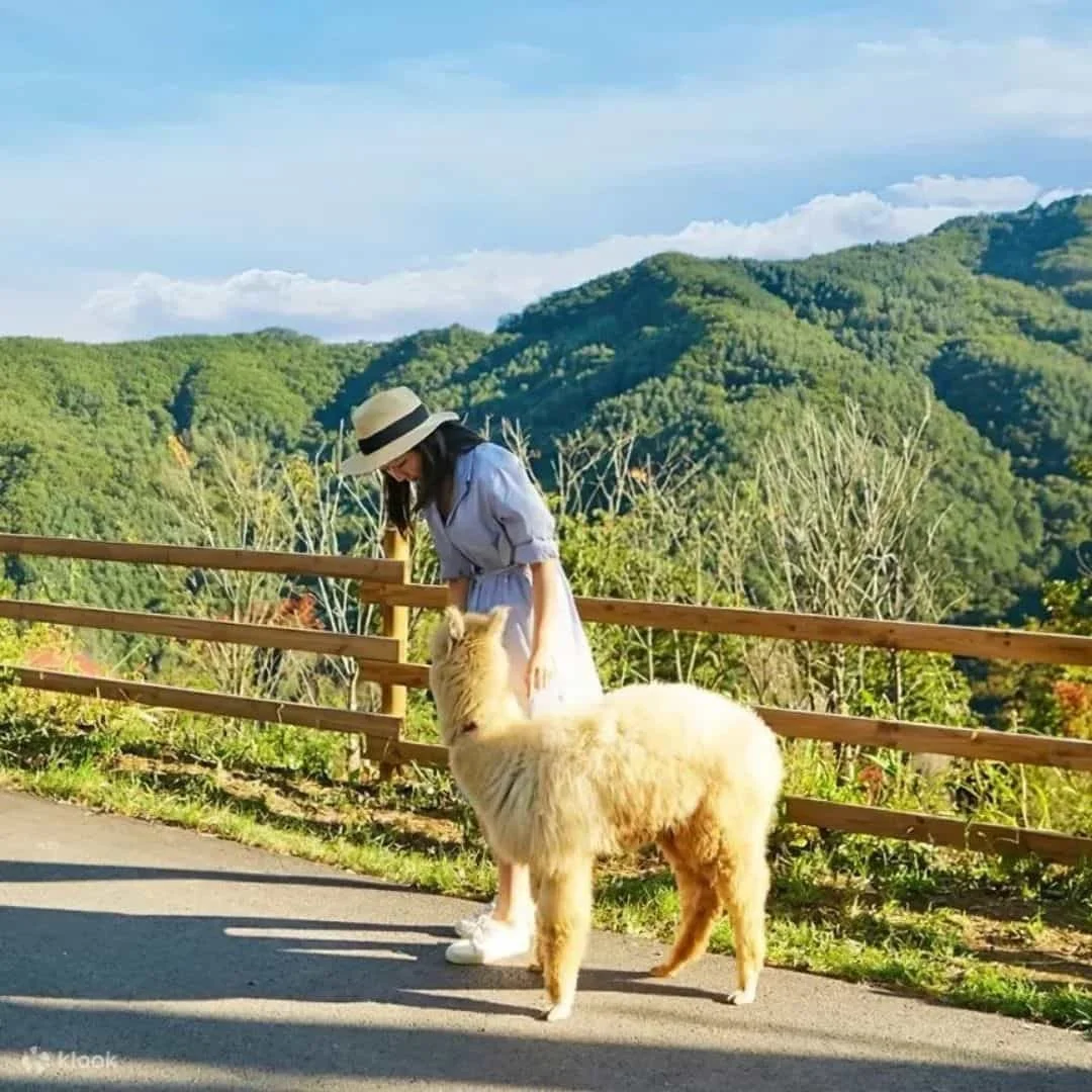 Ultimate Guide to Nami Island: Tours, Tickets, & Shuttle Bus from Seoul
