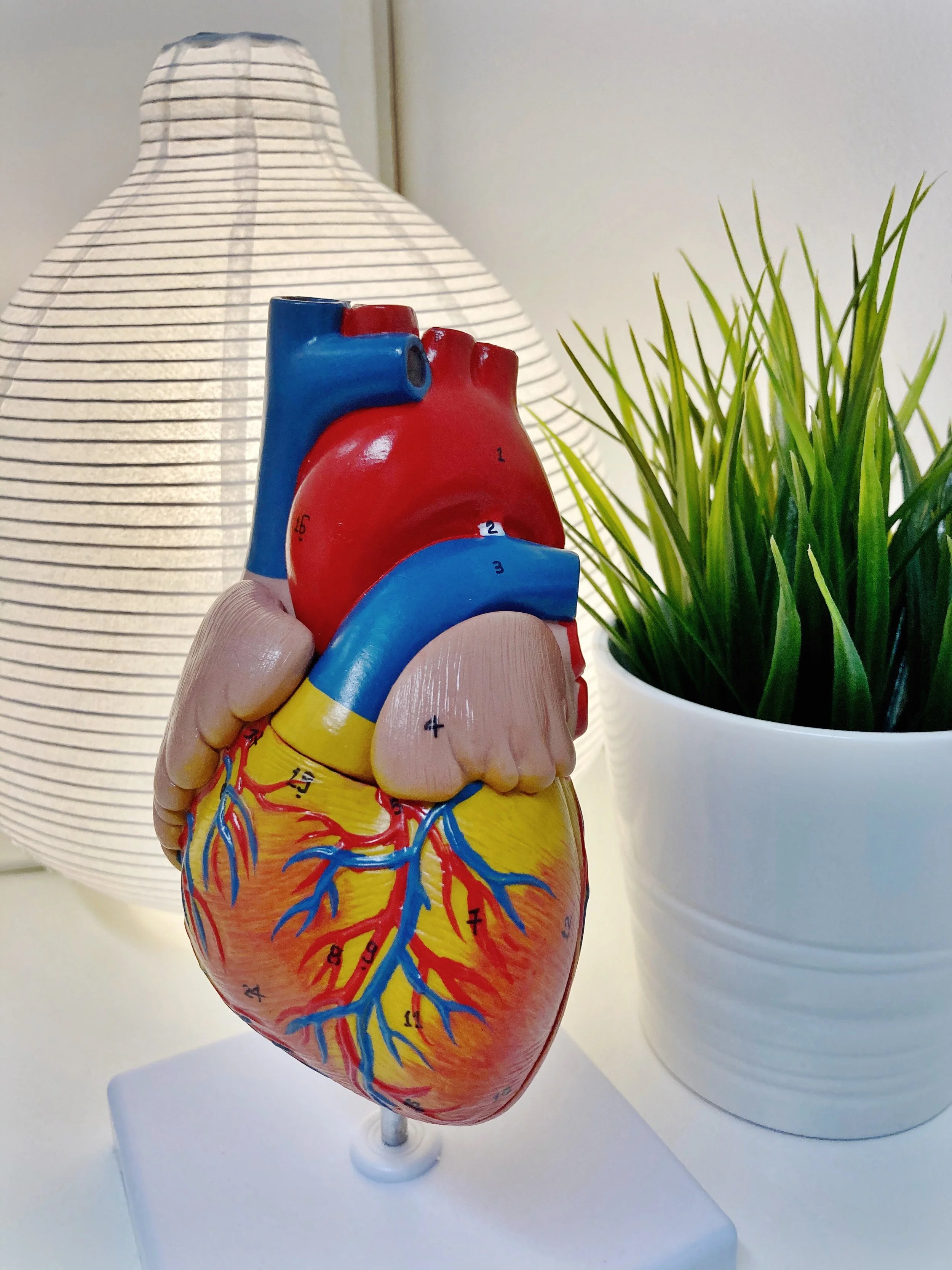 Refer a case to our Veterinary Cardiologist — Flow Vet Cardiology ...