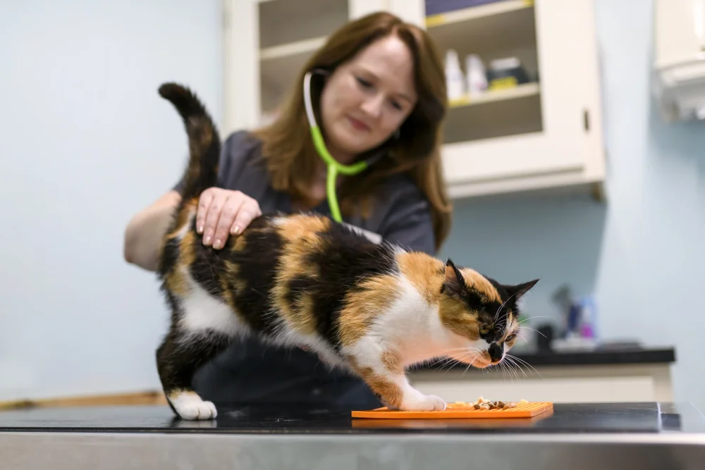 Pet Cardiologist Ireland - heart scan information — Flow Vet Cardiology ...