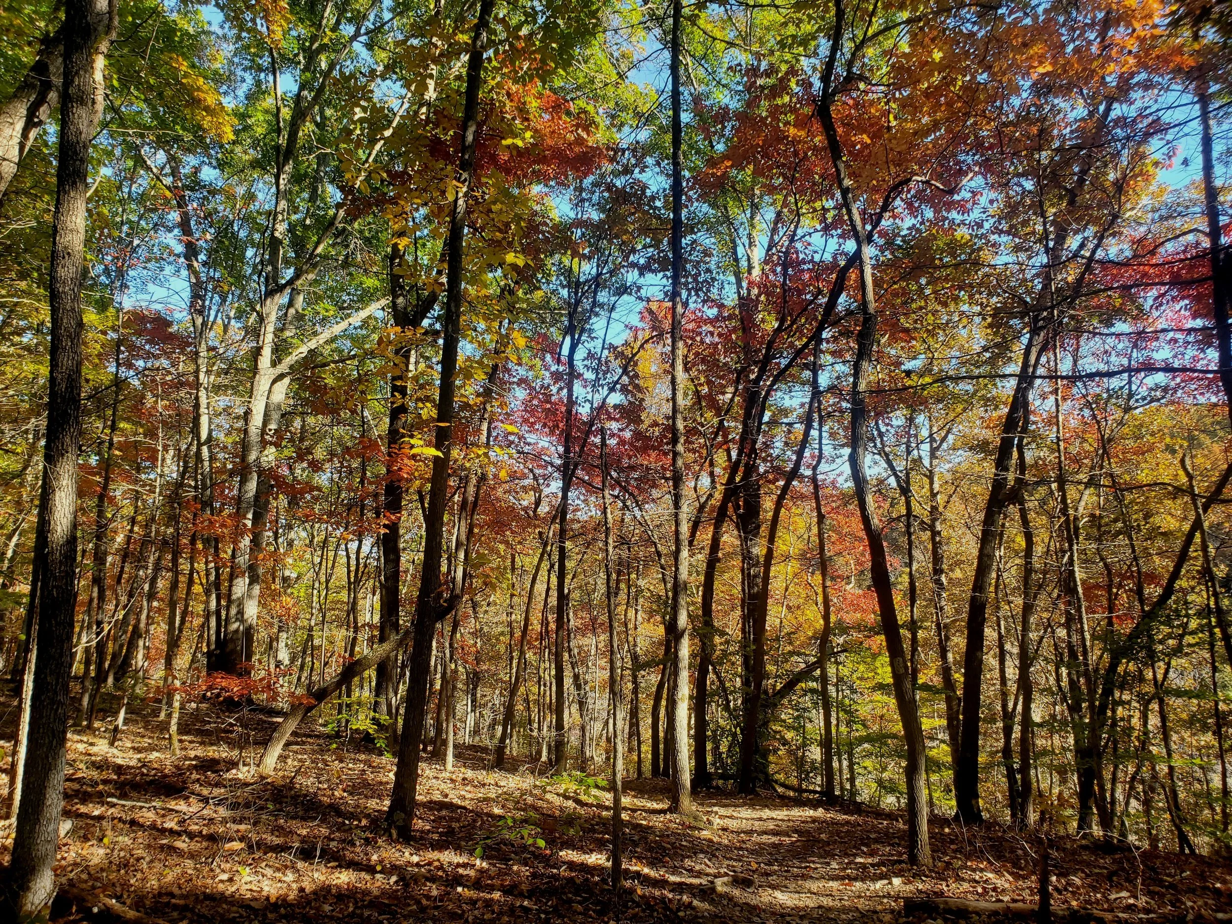 Friends of Beaman Park