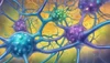 The Essential Role of Amino Acids in Neurotransmitter Production for ...