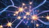 Impulsivity Circuit: Understanding the Brain Pathway Linked to ...