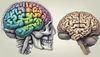 Sociopath Brain vs Normal Brain: Understanding Neural Differences