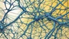 Complex PTSD vs Borderline Personality Disorder: Understanding the ...