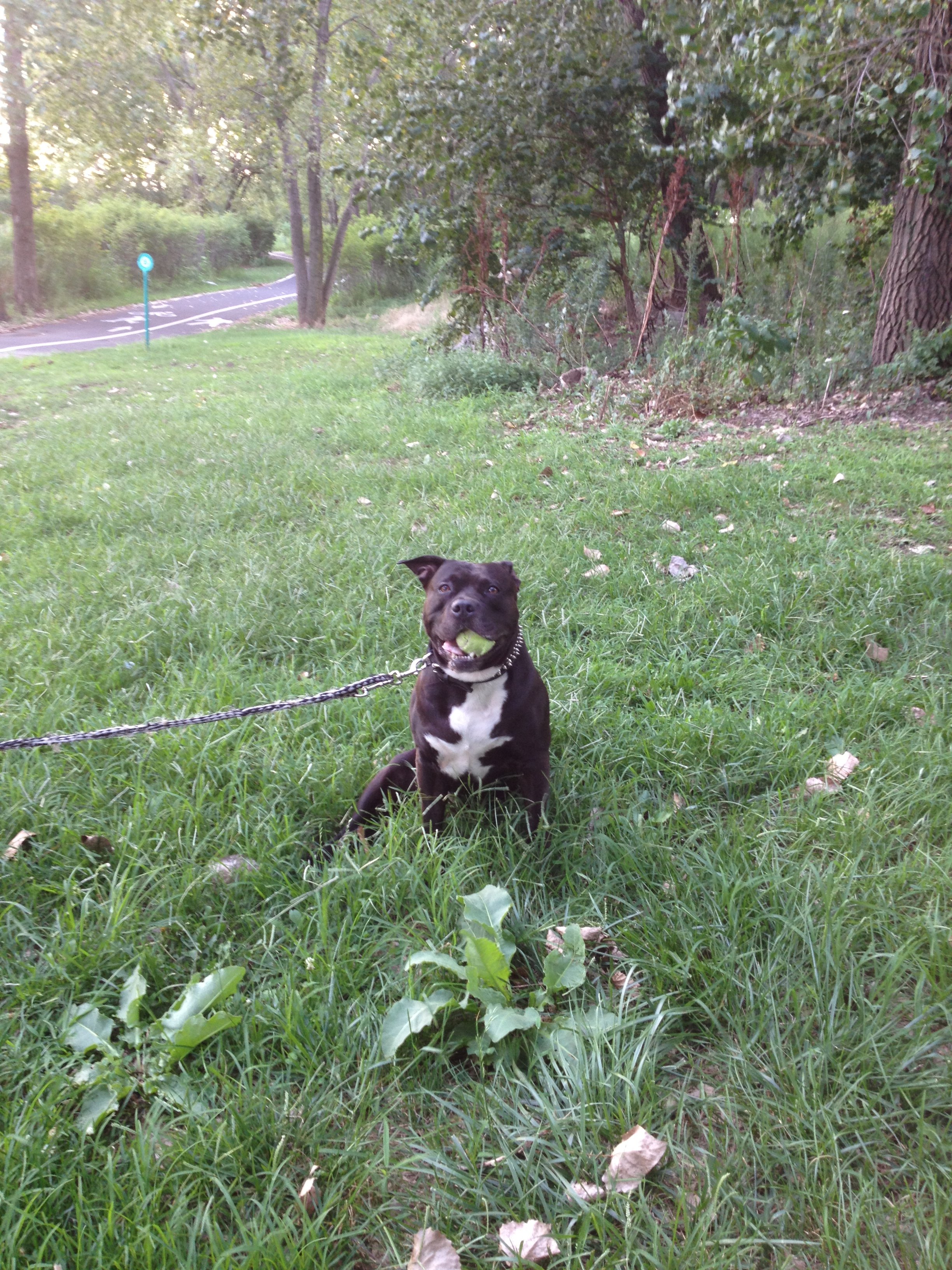 Pawsitive Care Snoopy