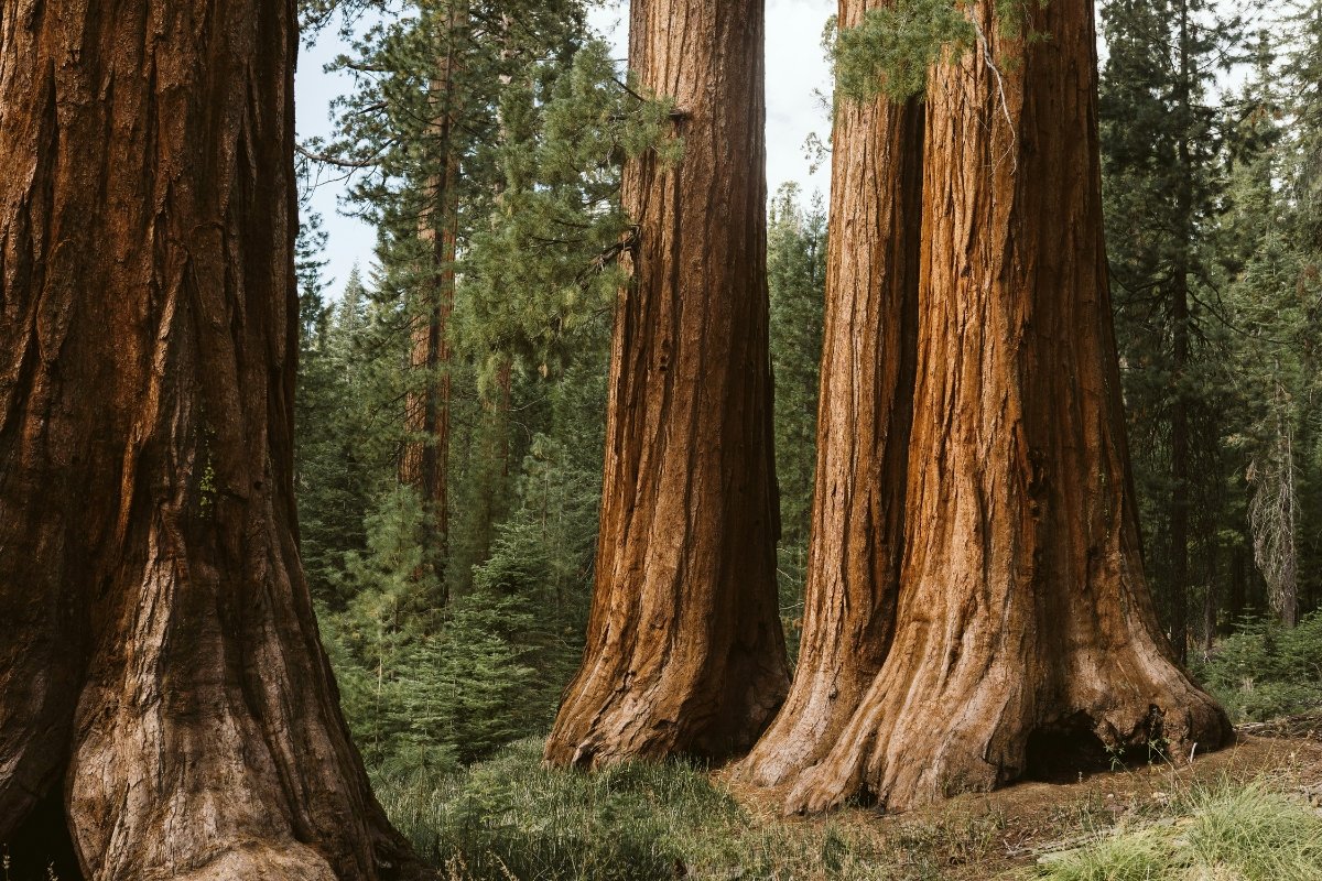 Introducing Popular Types of Softwood — Ashcrest Joinery