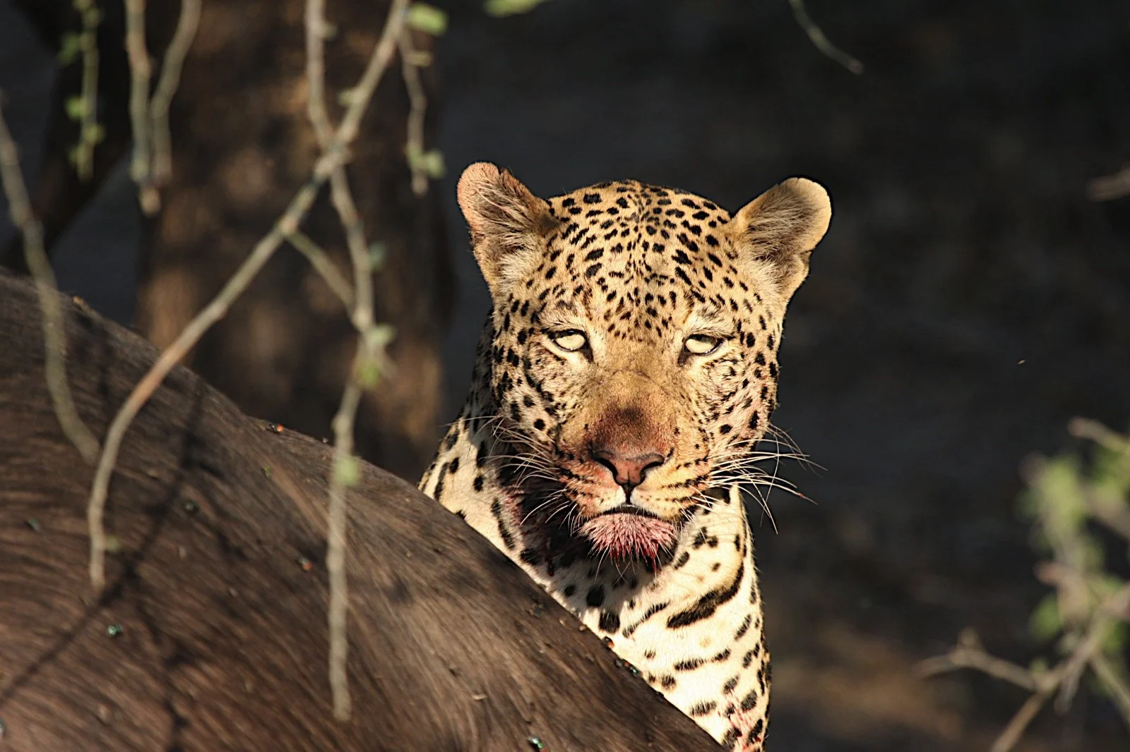 Travels with Gannon & Wyatt | Botswana