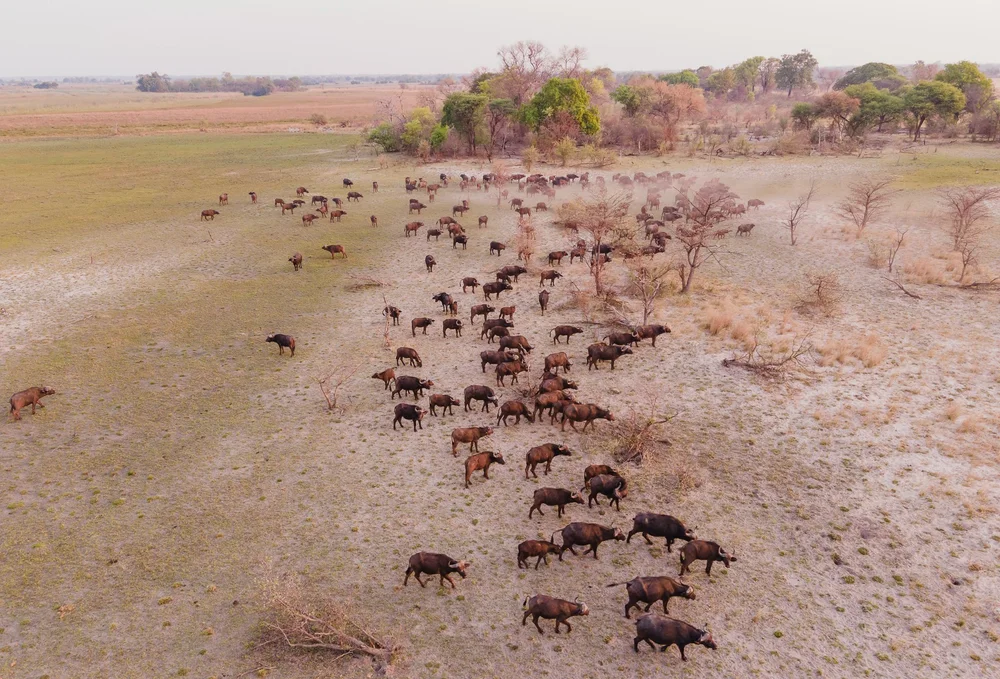Restoring and protecting wildlife and nature — ACADIR