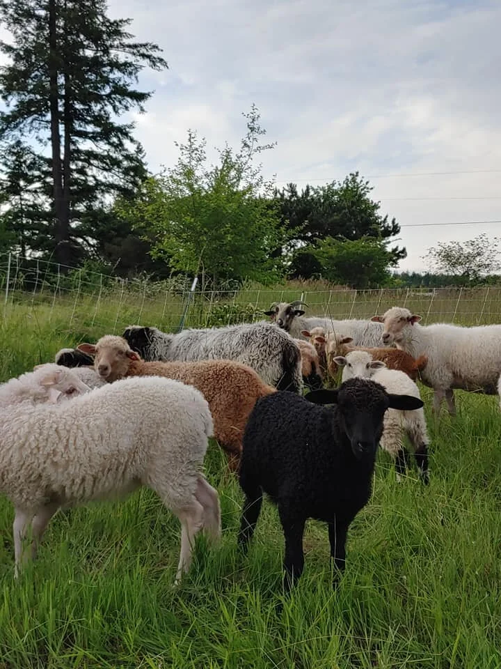 Navajo-Churro Sheep — Sundog Sheep Co.