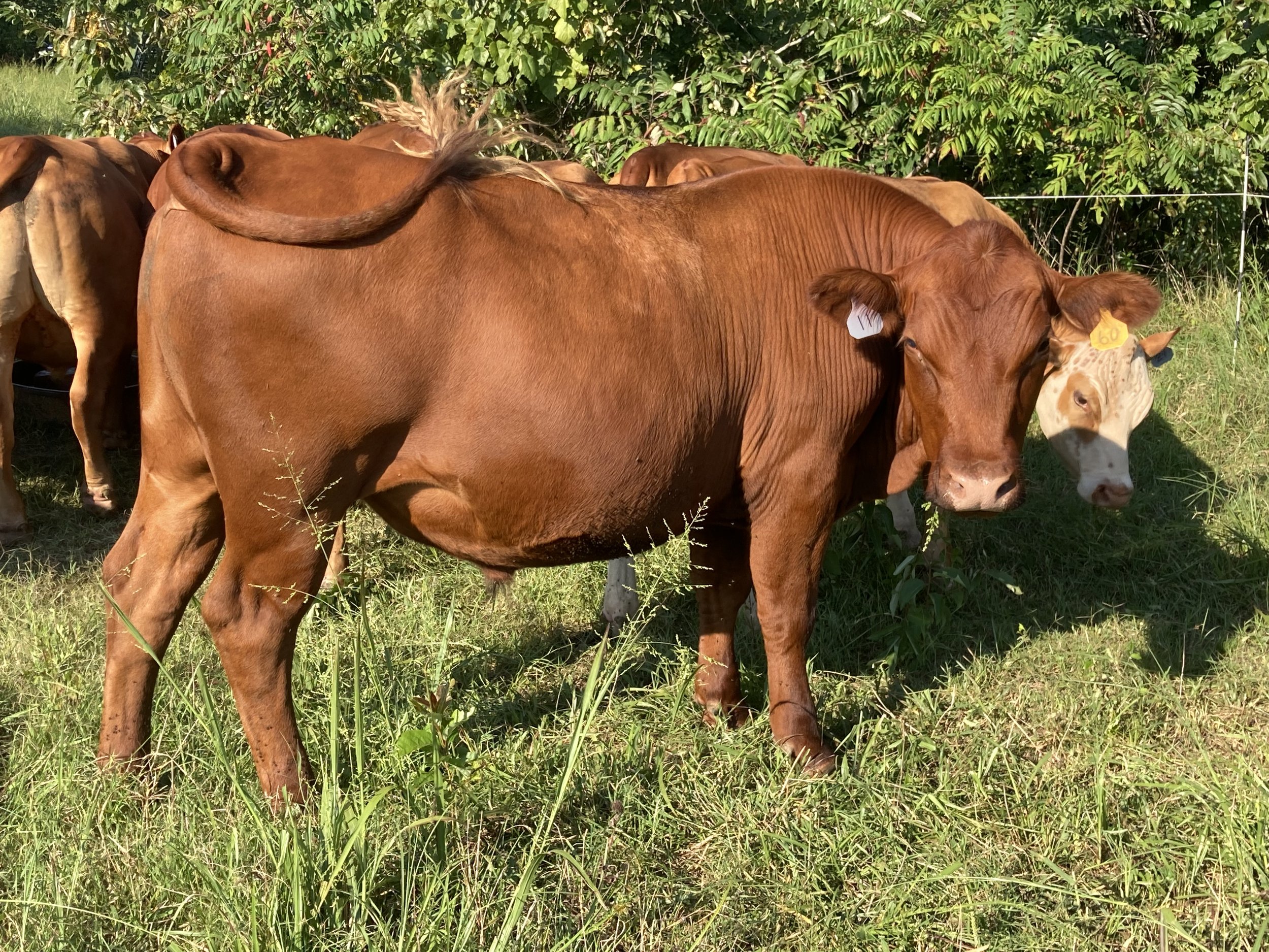 Our Cattle — Glory 7 Farm & Ranch