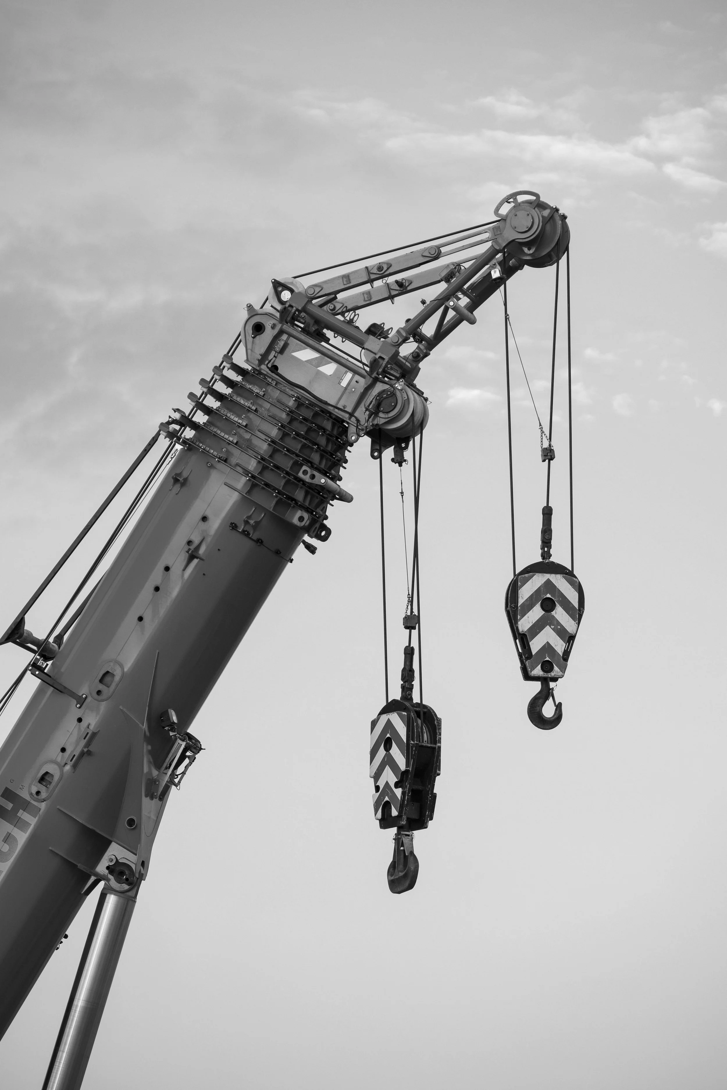 The Royal Fleet — ROYAL CRANES