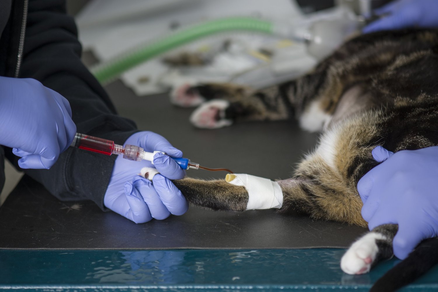 Services Provided — Pet Cancer Group