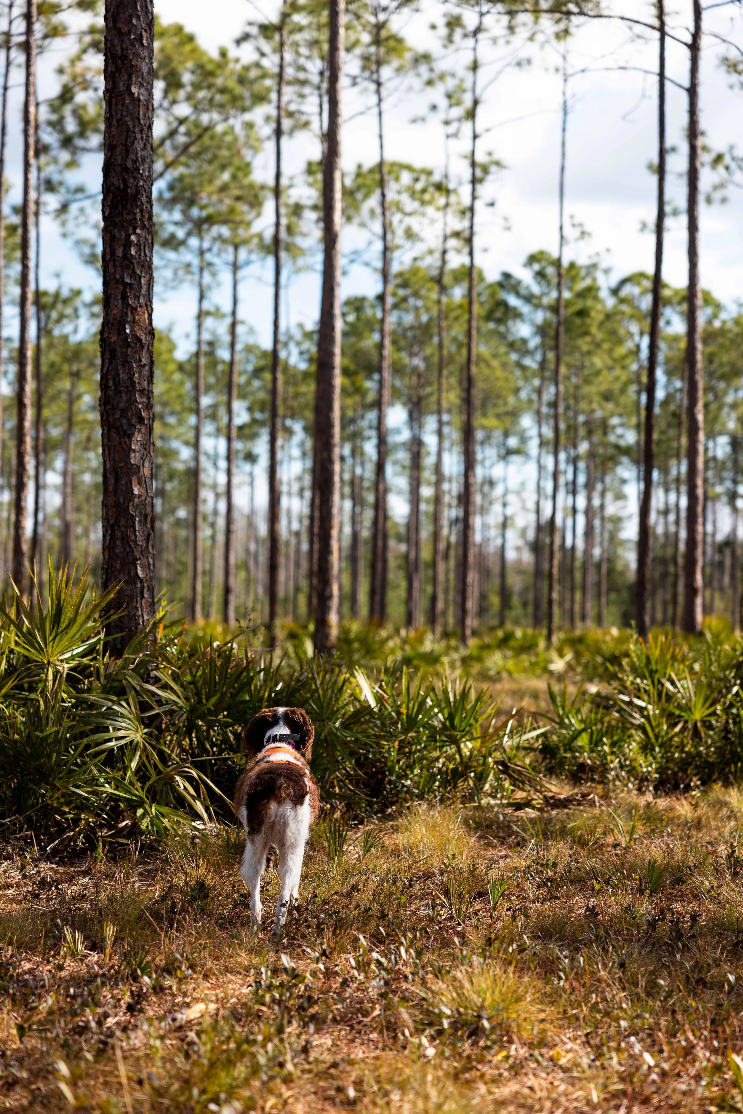 Florida Quail Hunting — Historic Coast Outfitters