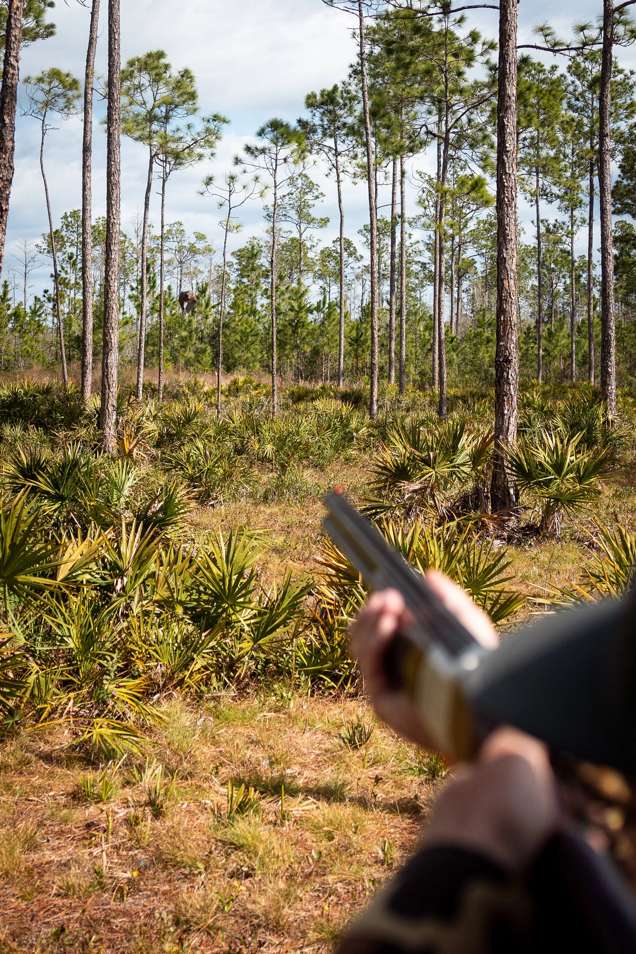 Florida Quail Hunting — Historic Coast Outfitters