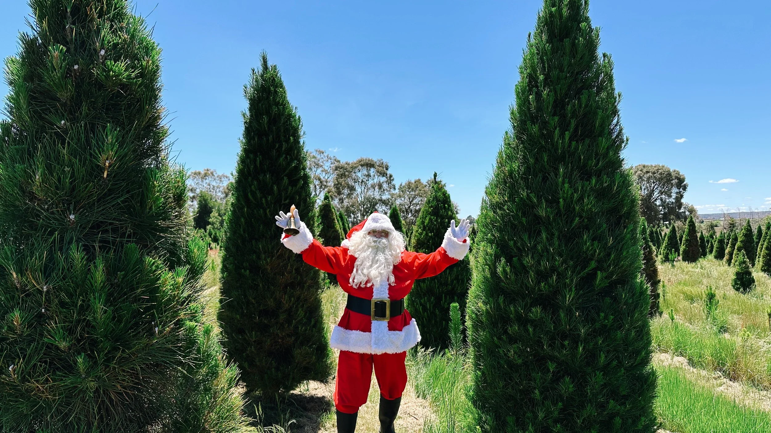 Victoria Christmas Tree Farm | Ballarat | Real Christmas Trees ...