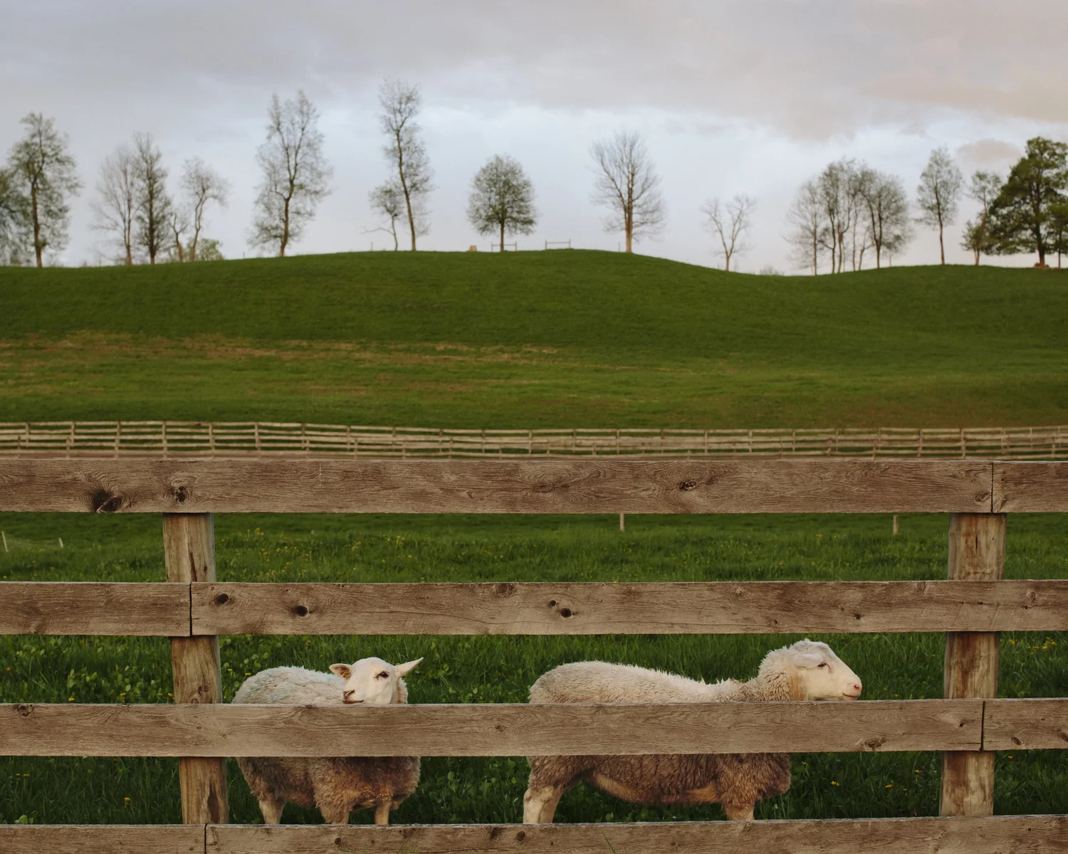 Sourcing — The Meat Hook