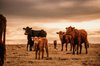 From Our Front Porch | Family Owned & Operated | Levant, KS