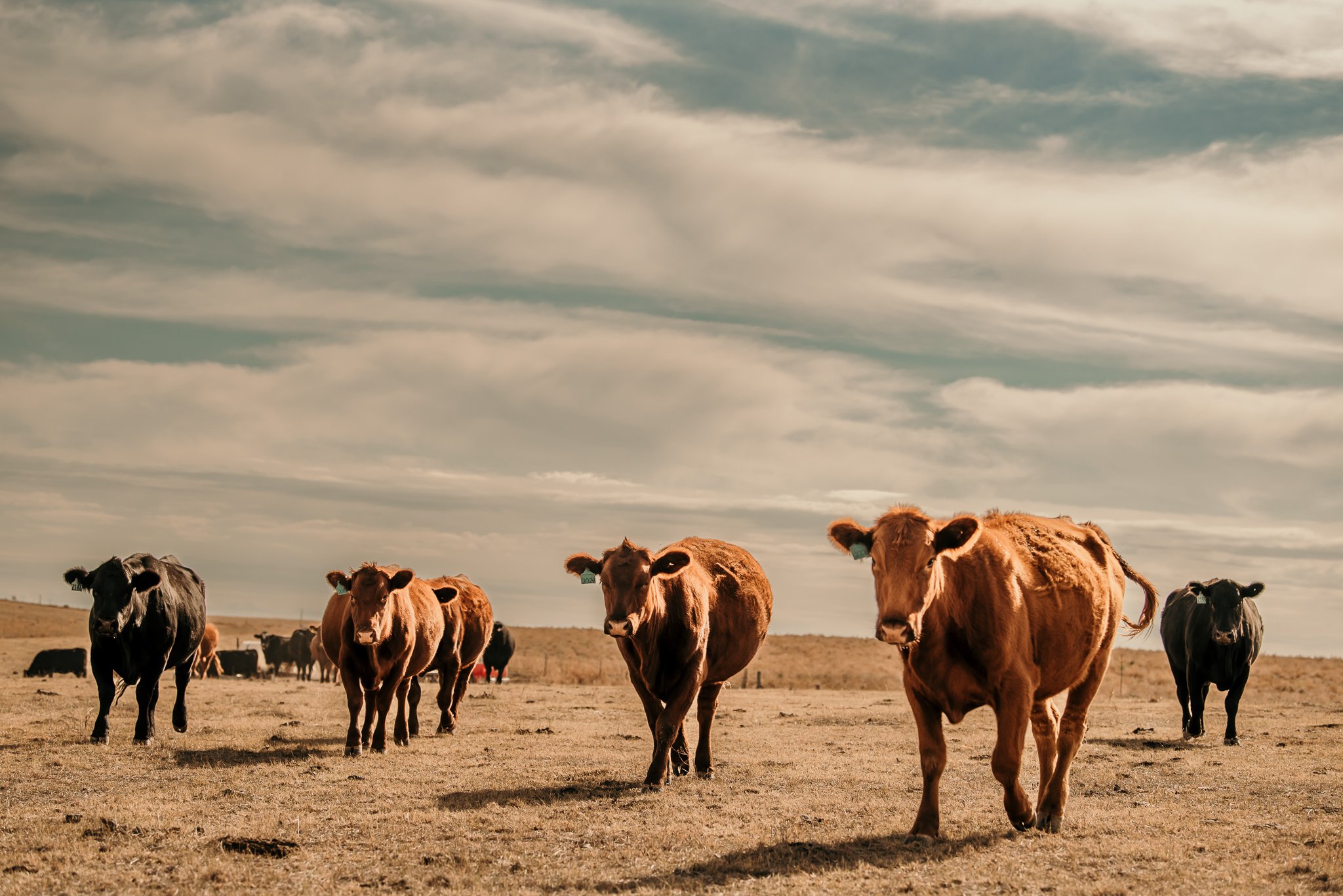 From Our Front Porch | Family Owned & Operated |Levant, KS
