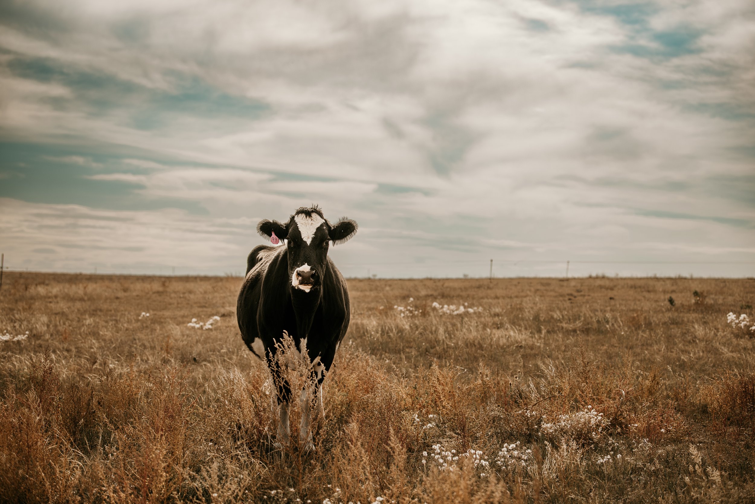 From Our Front Porch | Family Owned & Operated |Levant, KS
