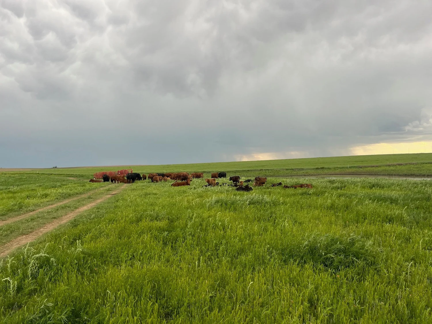 From Our Front Porch | Family Owned & Operated | Levant, KS