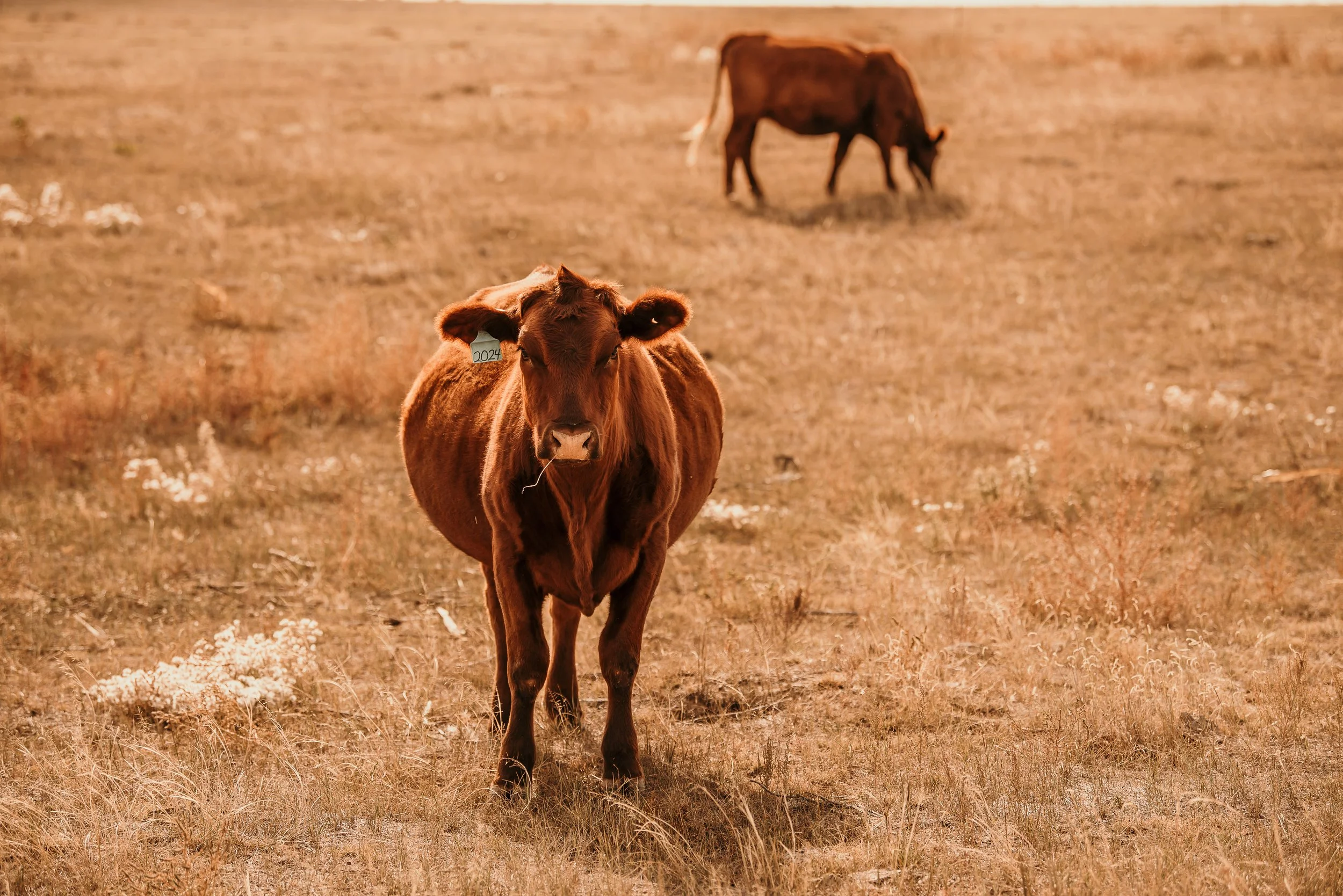 From Our Front Porch | Family Owned & Operated |Levant, KS