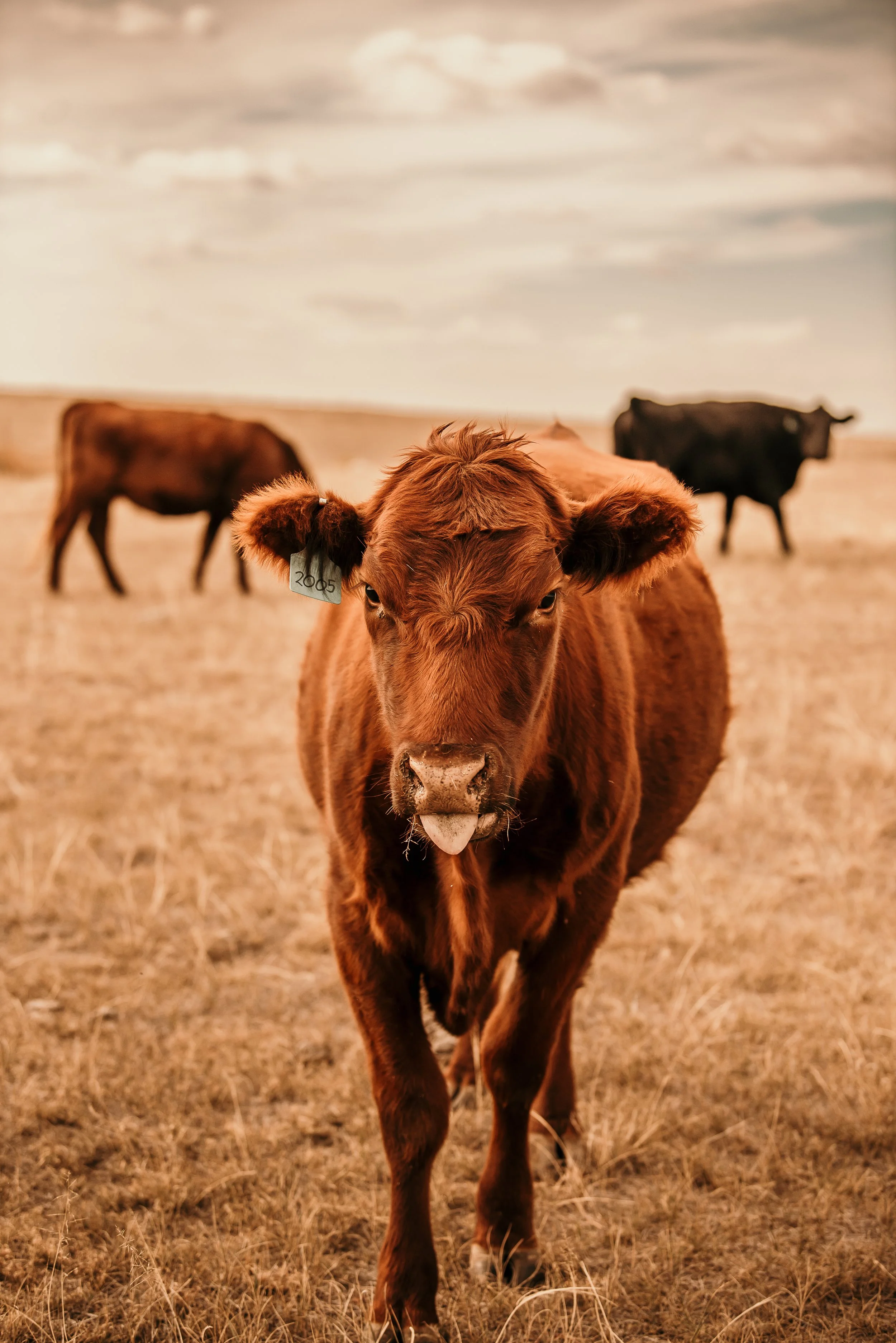 From Our Front Porch | Family Owned & Operated |Levant, KS