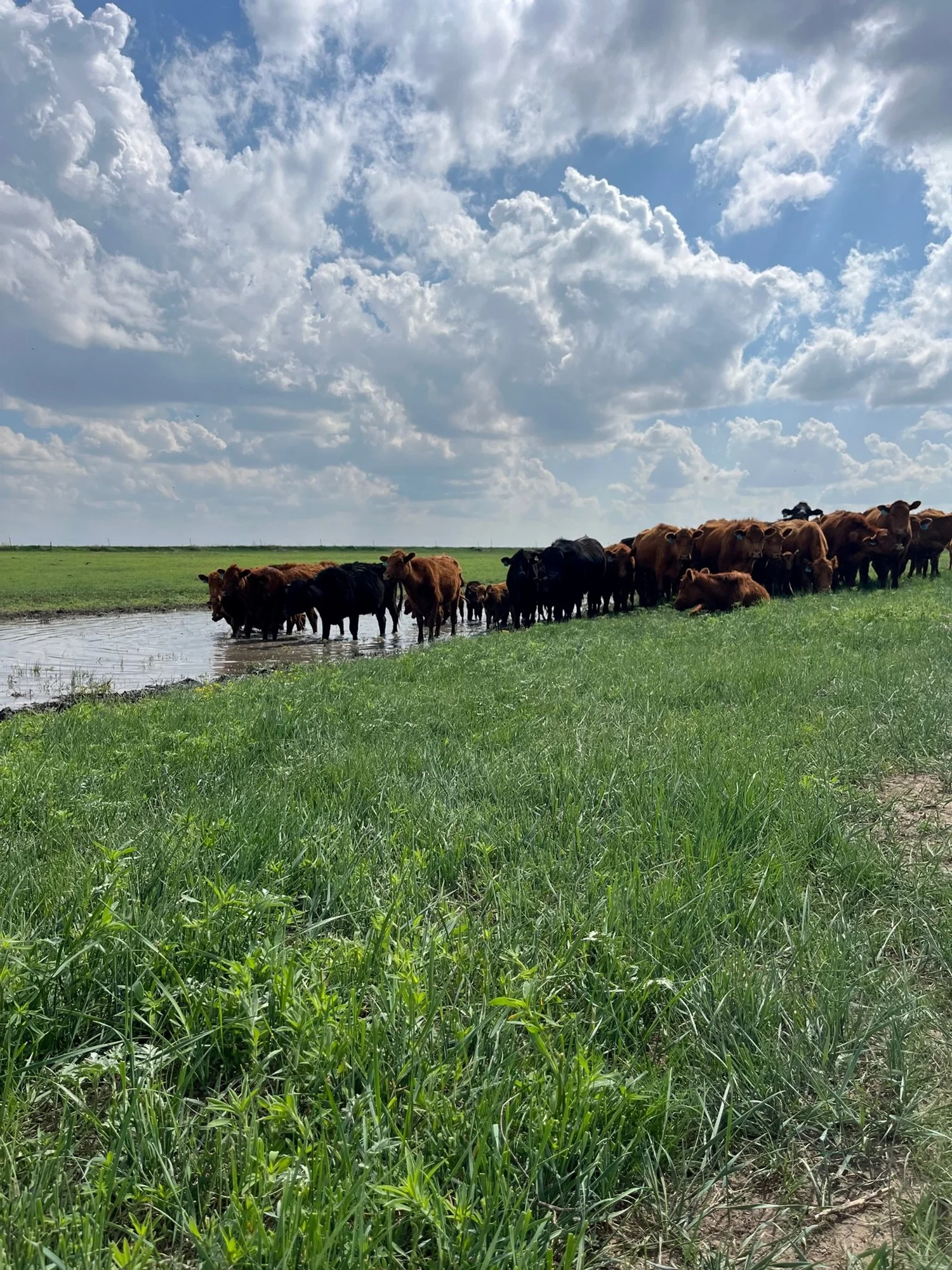 From Our Front Porch | Family Owned & Operated | Levant, KS
